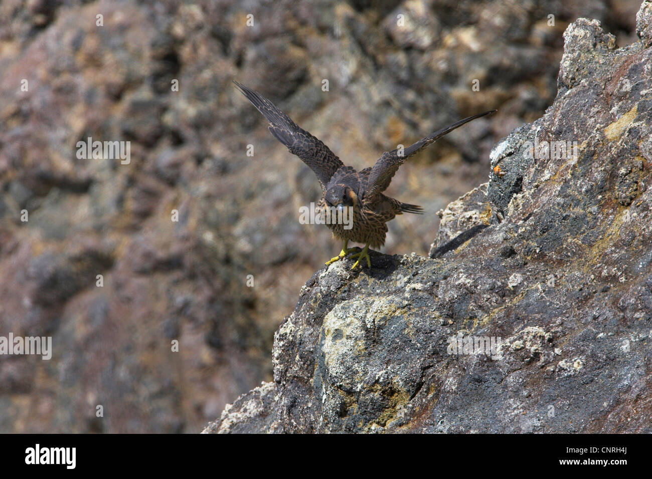 Peregrine falcon falco peregrinus hi-res stock photography and images ...