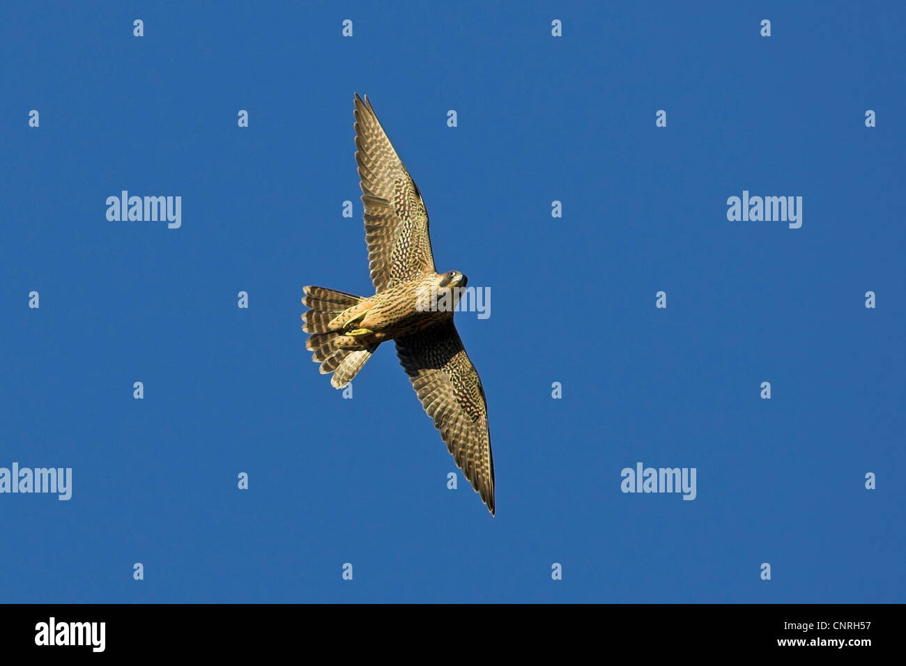 peregrine falcon (Falco peregrinus), flying, Europe Stock Photo - Alamy