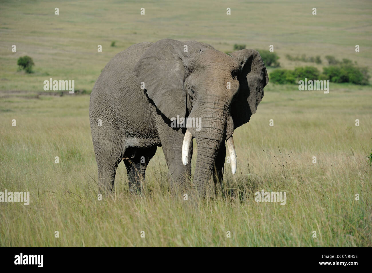 African bush elephant - Savanna elephant - Bush elephant (Loxodonta ...