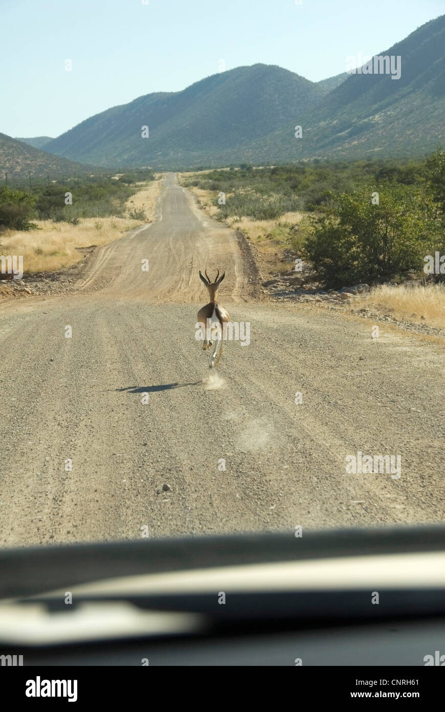 Springbok running hi-res stock photography and images - Alamy