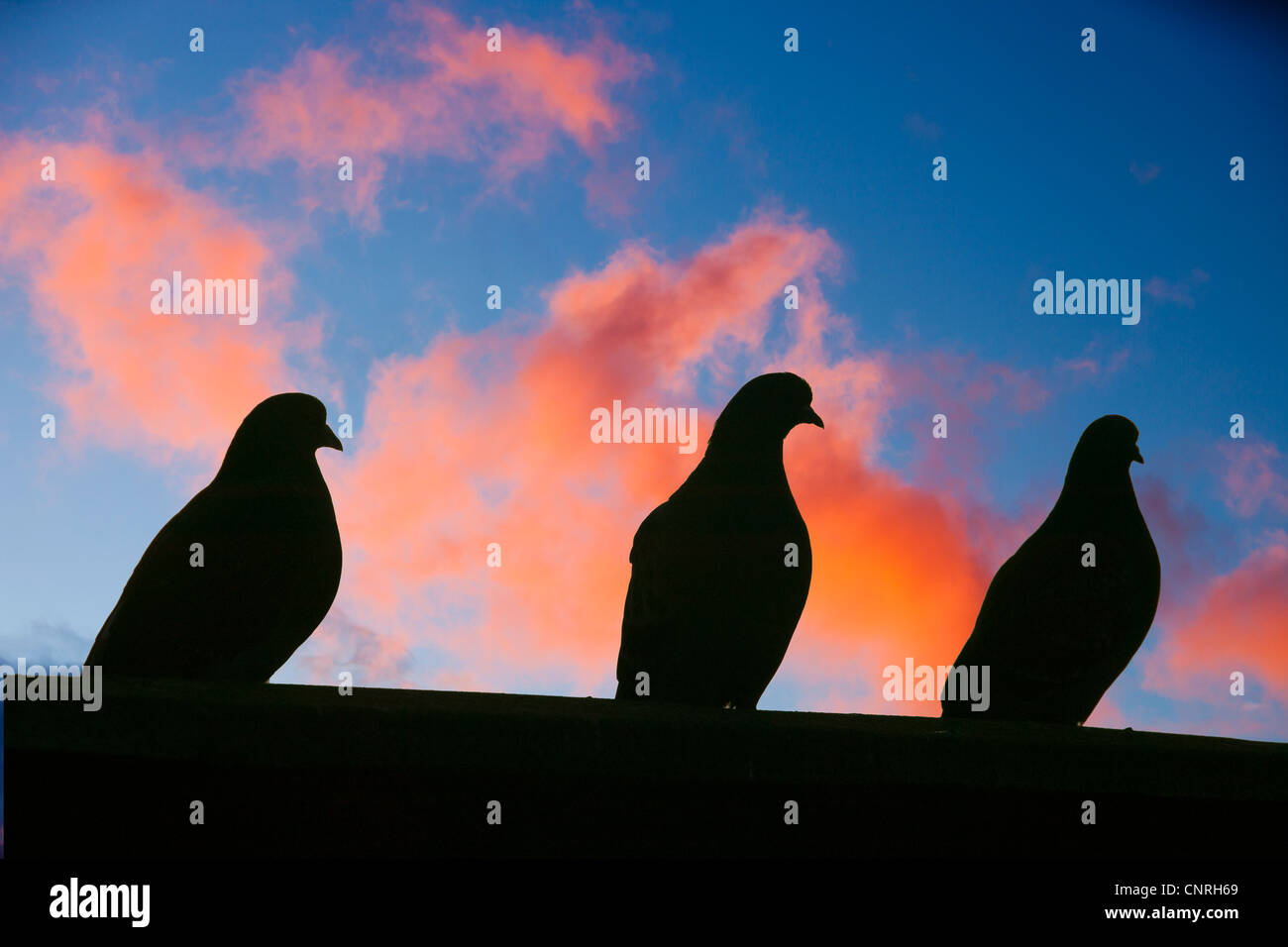 Liverpool pigeons hi-res stock photography and images - Alamy