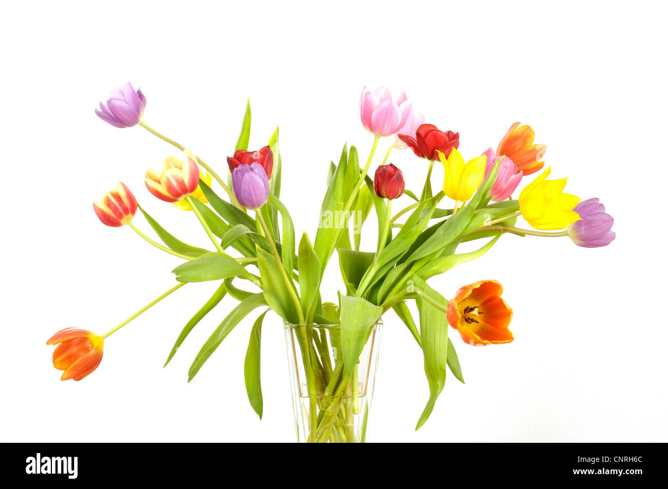 common garden tulip (Tulipa gesneriana), bunch of tulips Stock Photo ...