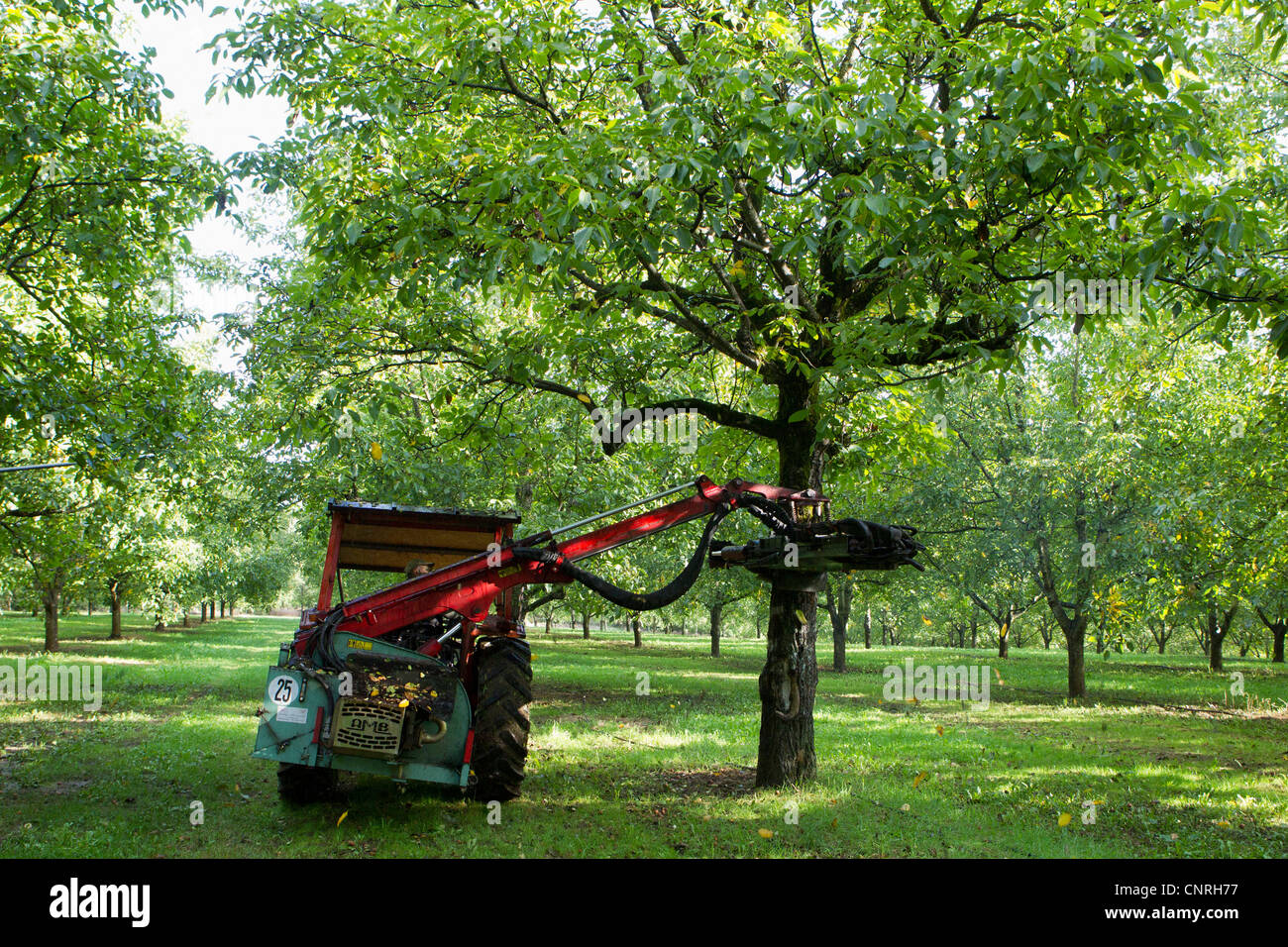 Tree shaker nuts hi-res stock photography and images - Alamy