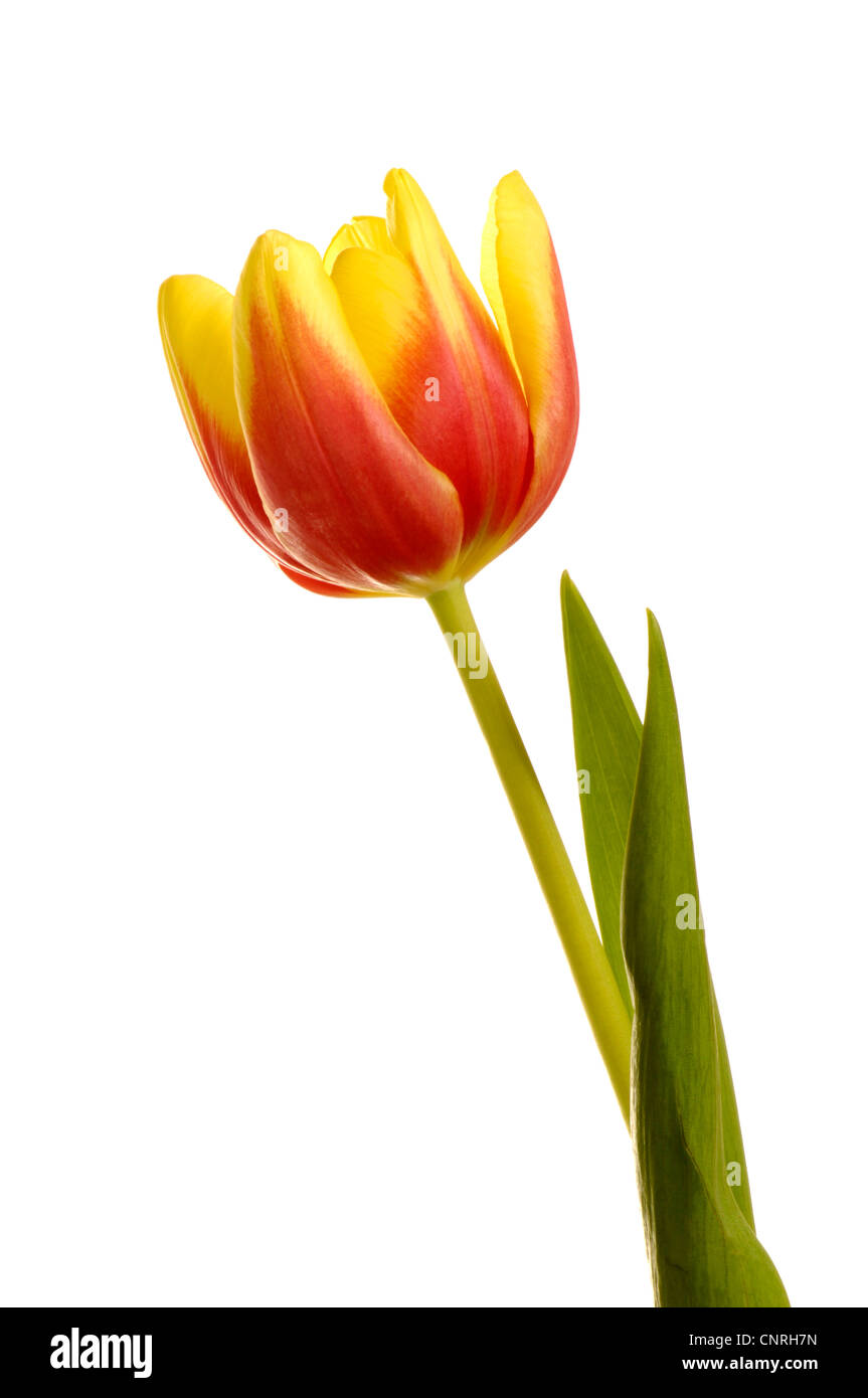 Red and yellow leaves side by side Cut Out Stock Images & Pictures - Alamy