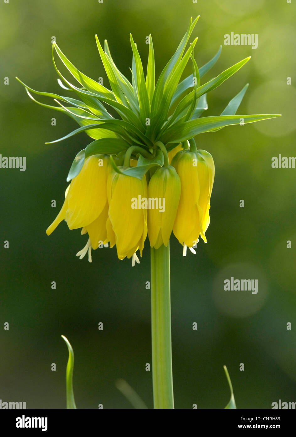 Yellow crown imperial lily (Fritillaria imperialis 'Lutea', Fritillaria ...