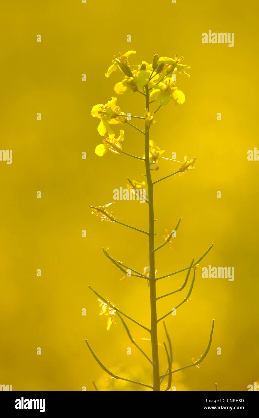 rape, turnip (Brassica napus), inflorescence in front of yellow ...