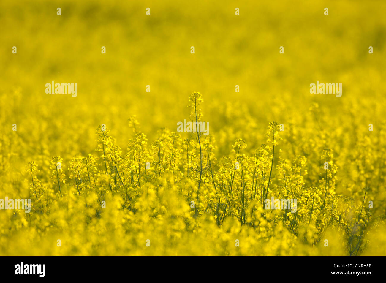 rape, turnip (Brassica napus), rape field Stock Photo - Alamy