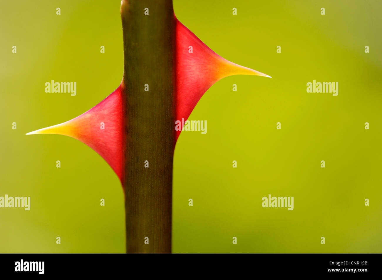 rose (Rosa spec.), prick of a rose Stock Photo - Alamy