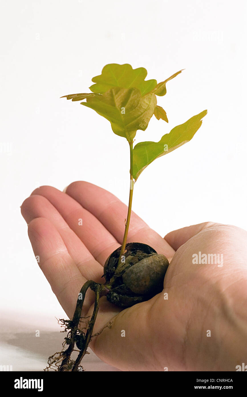 common oak, pedunculate oak, English oak (Quercus robur), oak sprout in ...