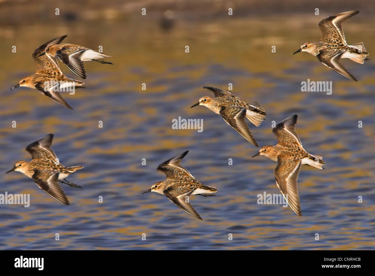 Minuta hi-res stock photography and images - Alamy