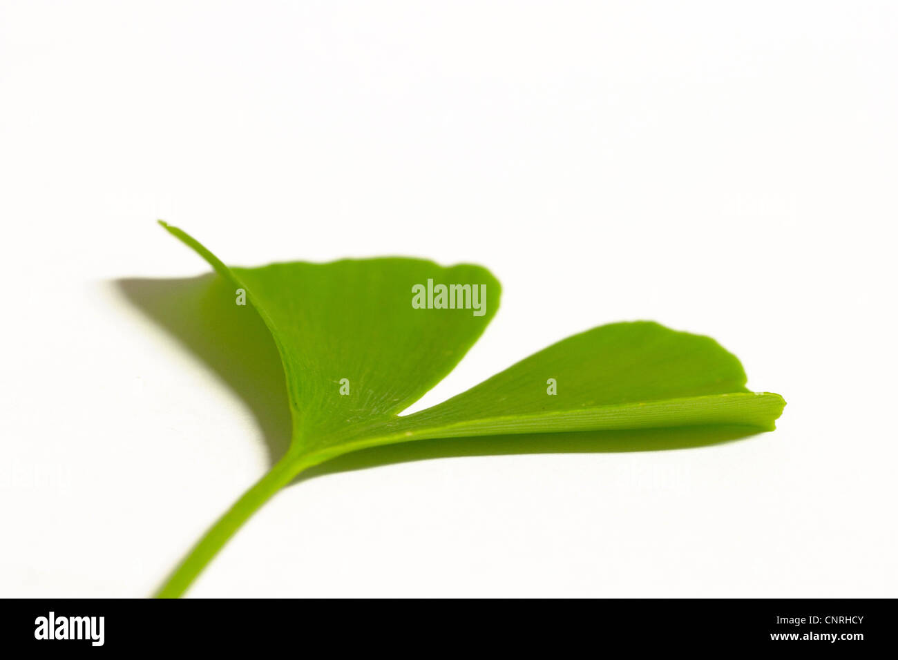 Horizontal ginkgo tree Cut Out Stock Images & Pictures - Alamy