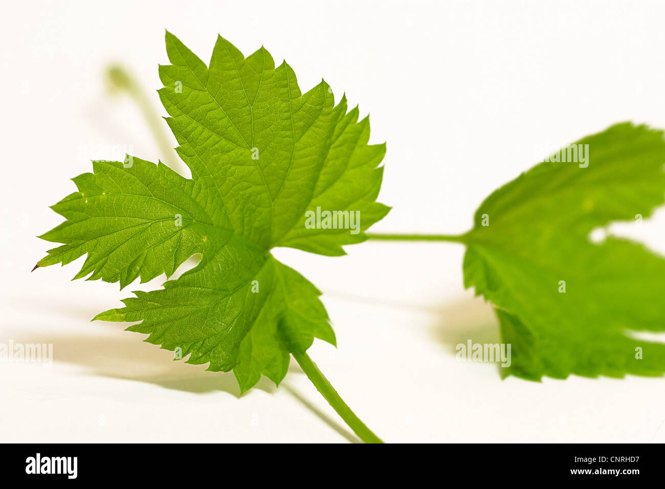 common hop (Humulus lupulus), Hop leaves Stock Photo - Alamy