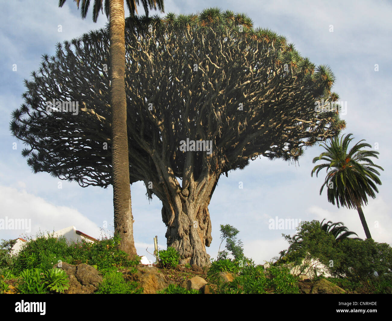 Thousand Year Old Dragon Tree High Resolution Stock Photography and ...