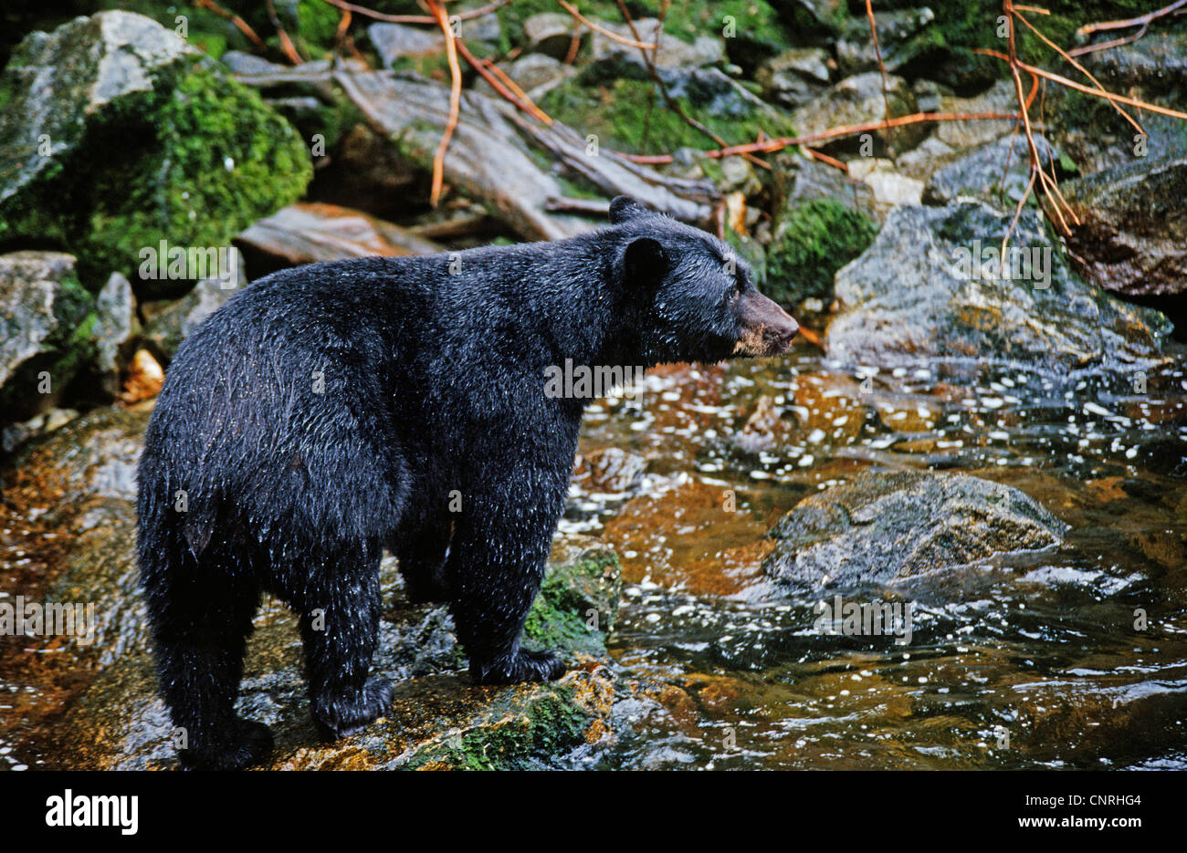 Baribal bear hi-res stock photography and images - Alamy