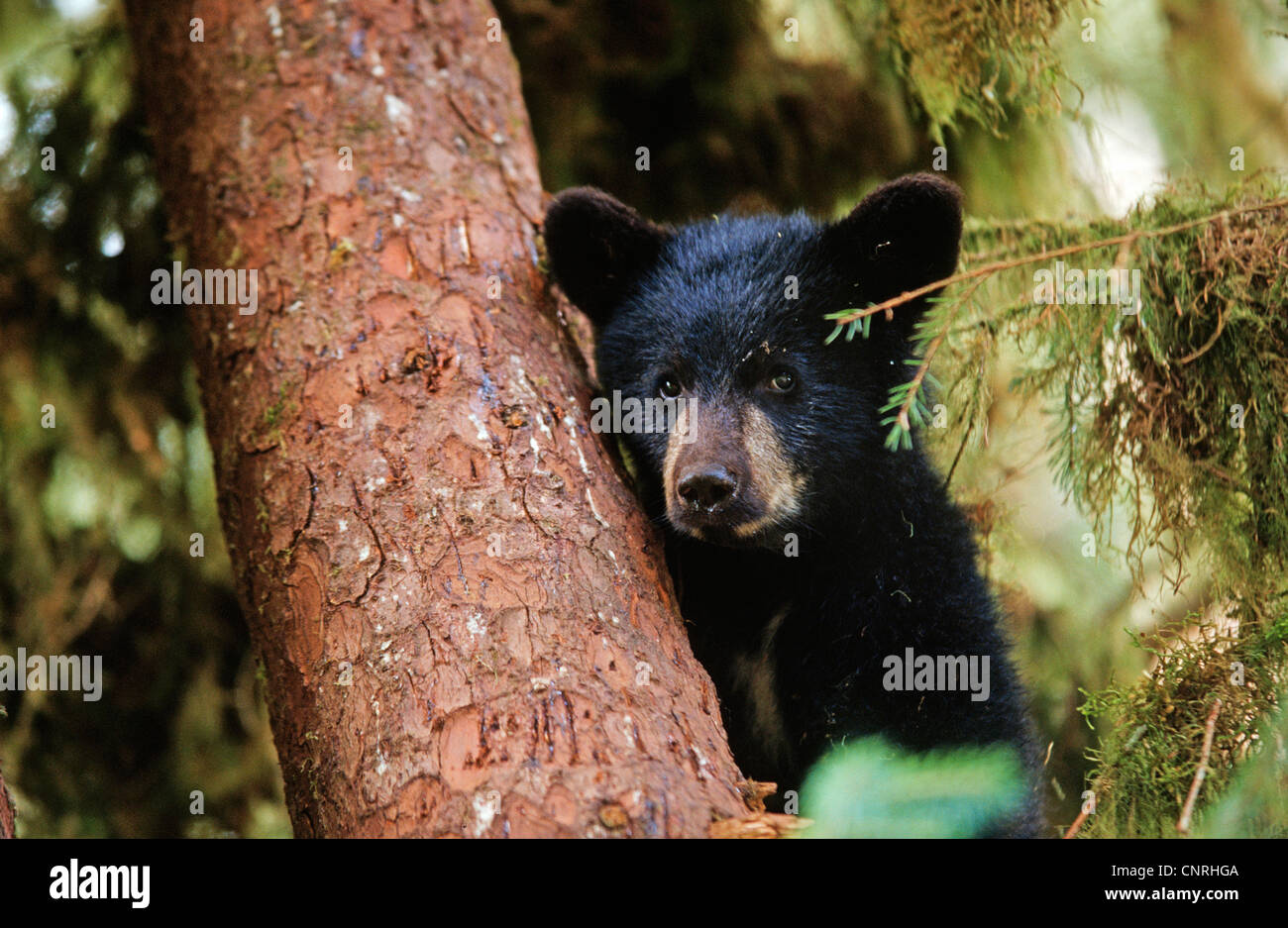American black bear (Ursus americanus), next tree trunk, USA, Alaska ...