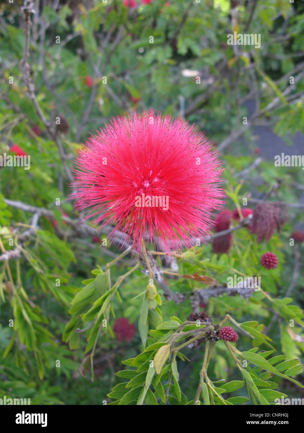 Red Powder Puff, Red Powder Pufftree (Calliandra haematocephala), red ...