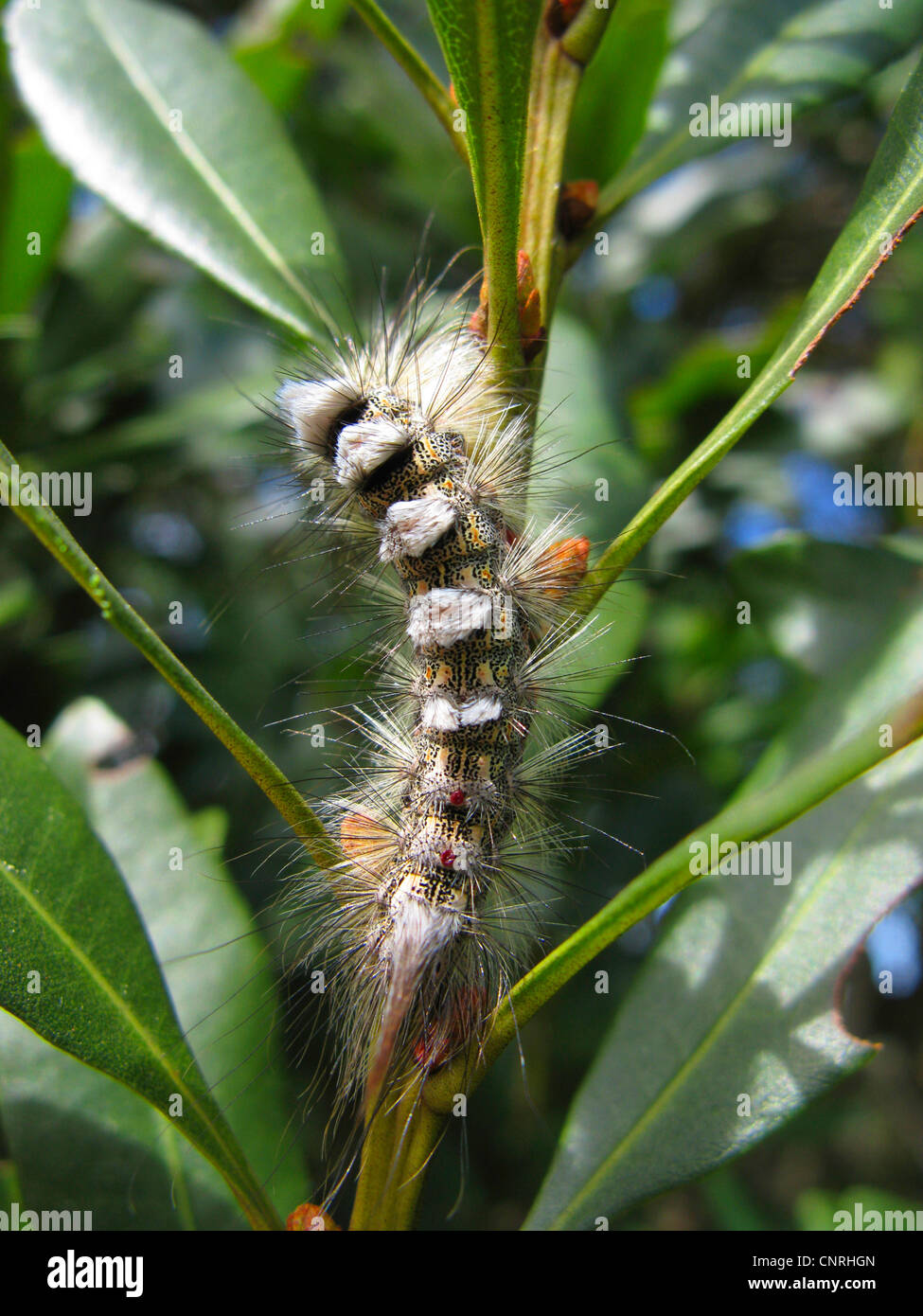 Calliteara fortunata (Calliteara fortunata), caterpillar on Myrica faya ...