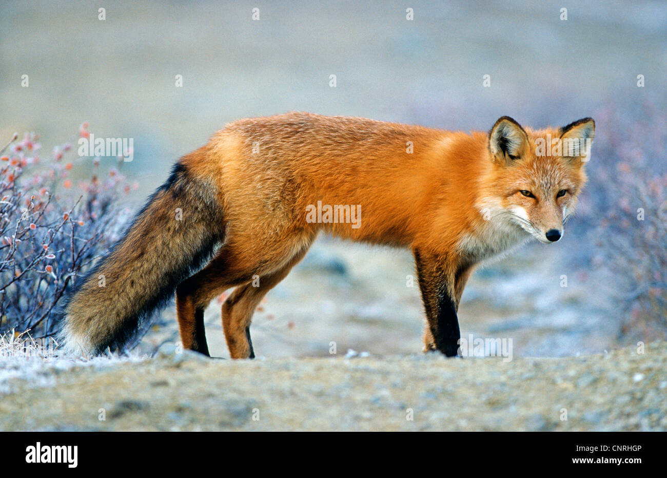red fox (Vulpes vulpes), at frost, USA, Alaska, Denali Nationalpark ...
