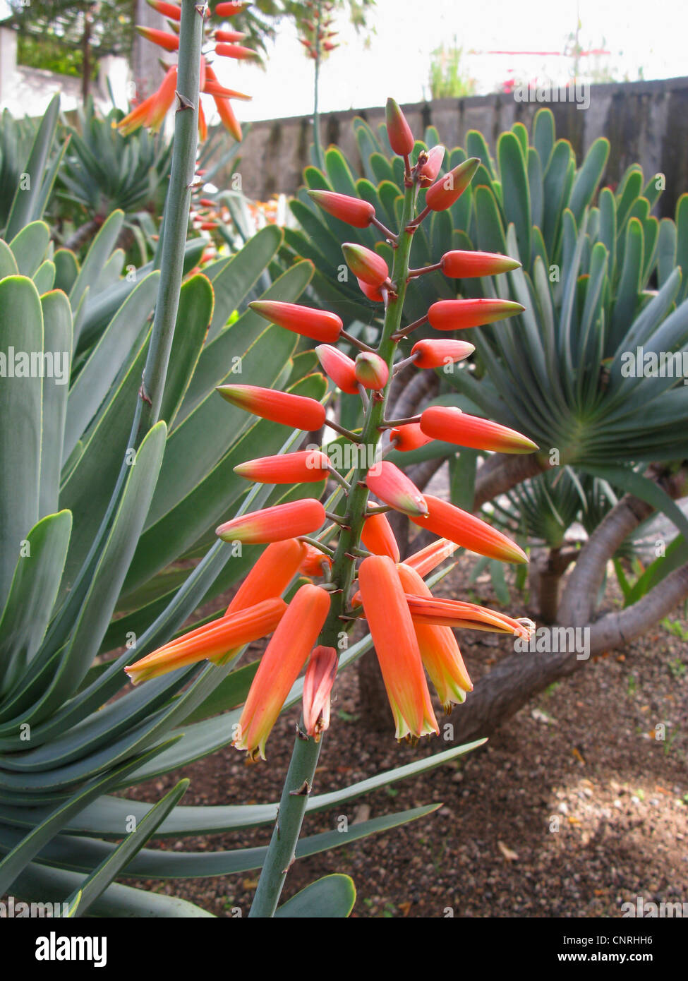 Fan aloe hi-res stock photography and images - Alamy