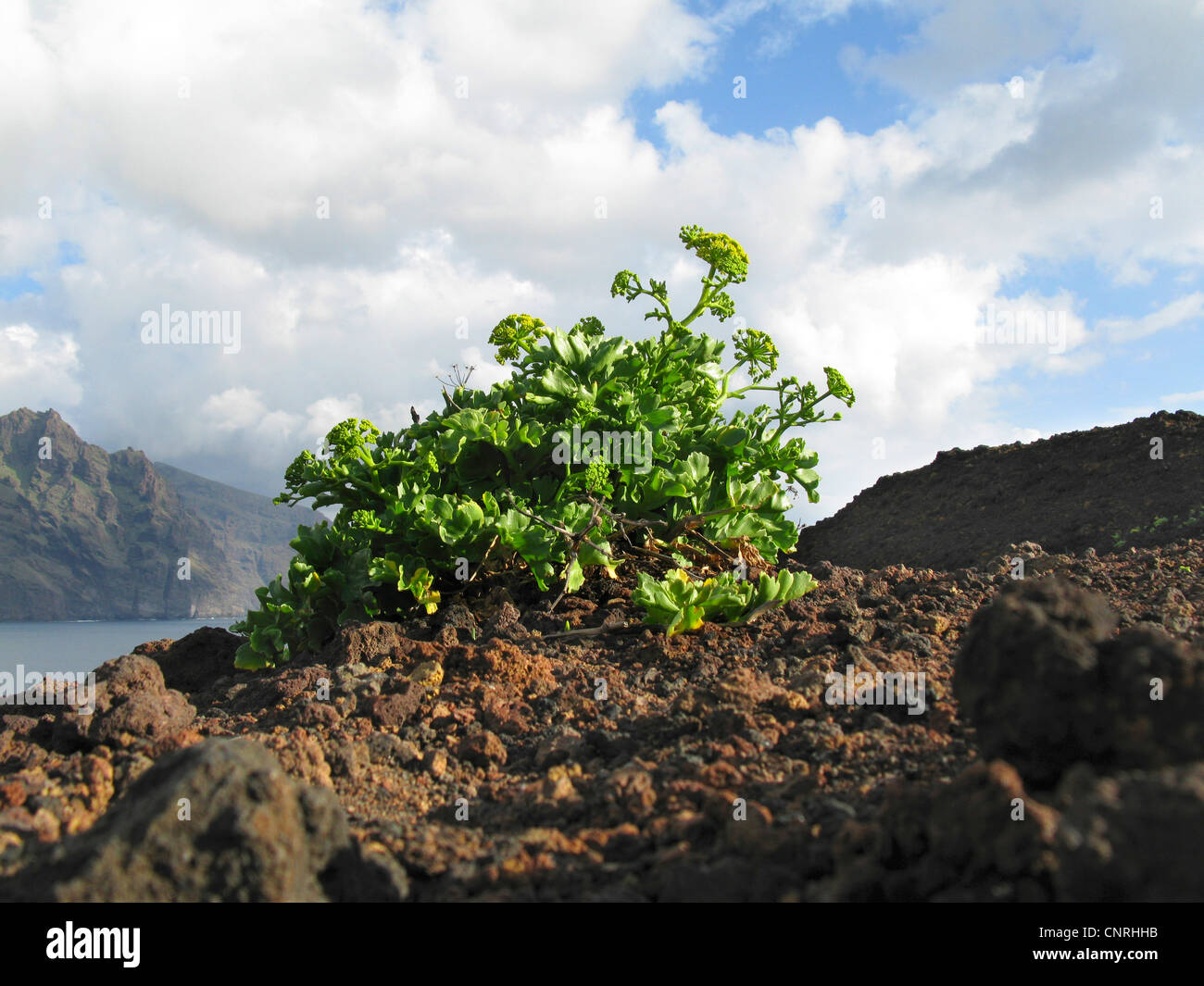 Lava flower hi-res stock photography and images - Alamy