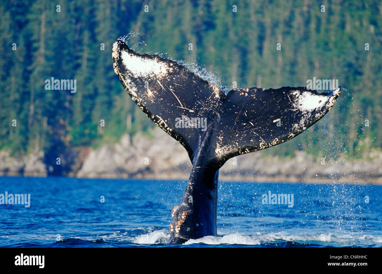 Fluke humpback whale alaska hi-res stock photography and images - Alamy