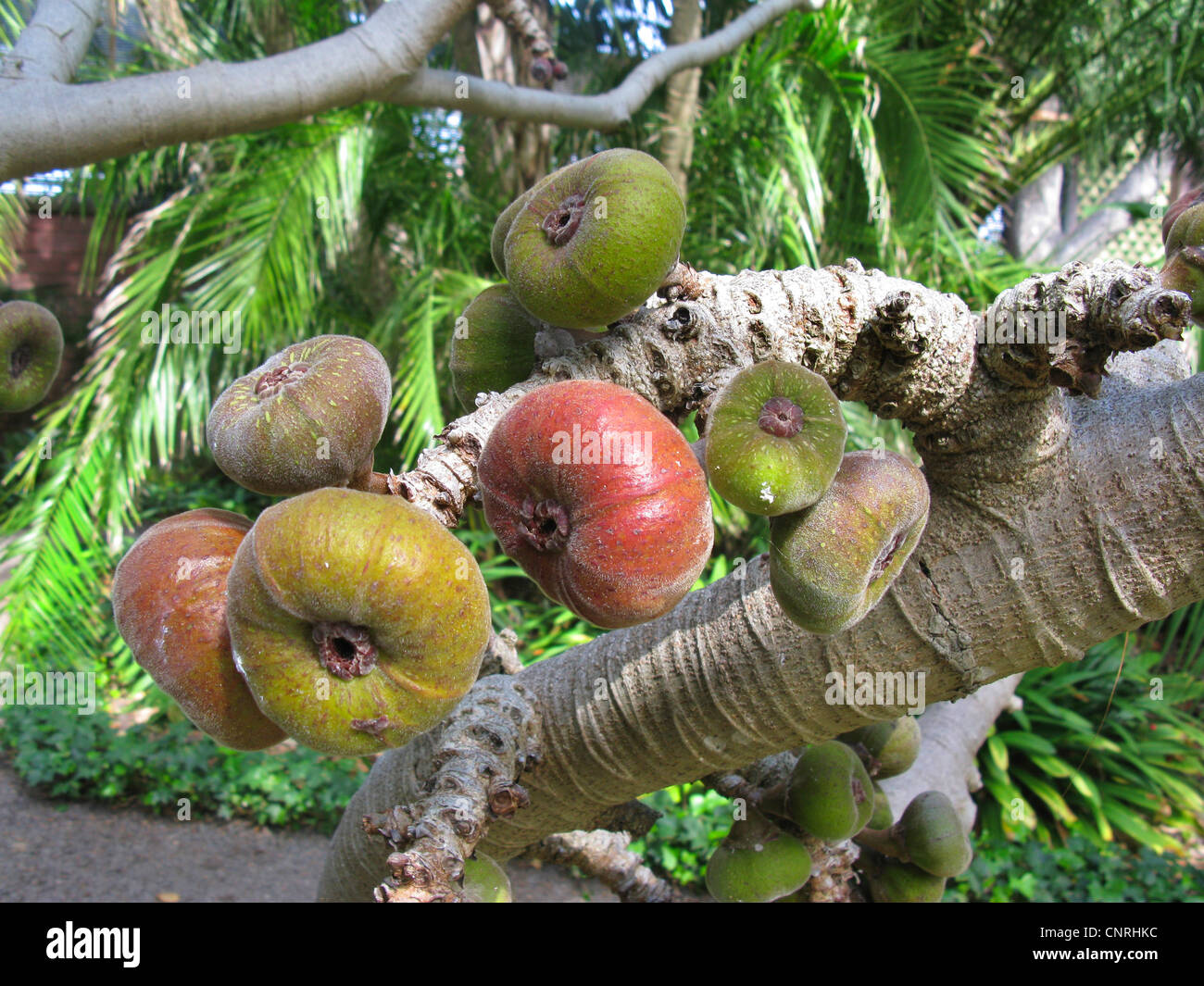 Elephant ear fig tree (Ficus auriculata, Ficus roxburghii), fruits ...
