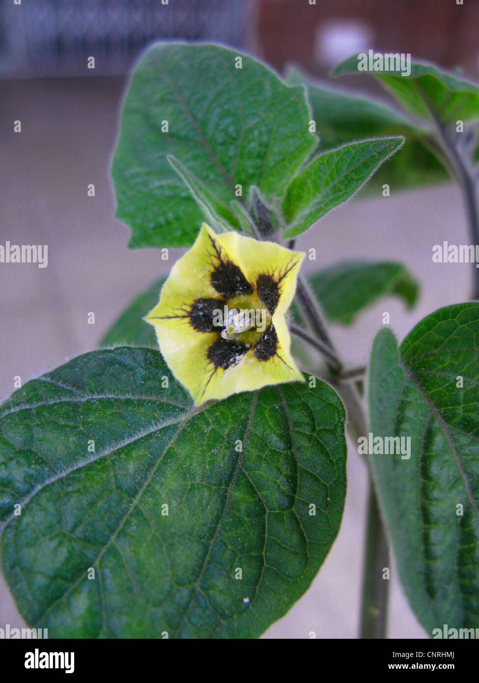 gooseberry, Peruvian ground-cherry (Physalis peruviana), flower and ...