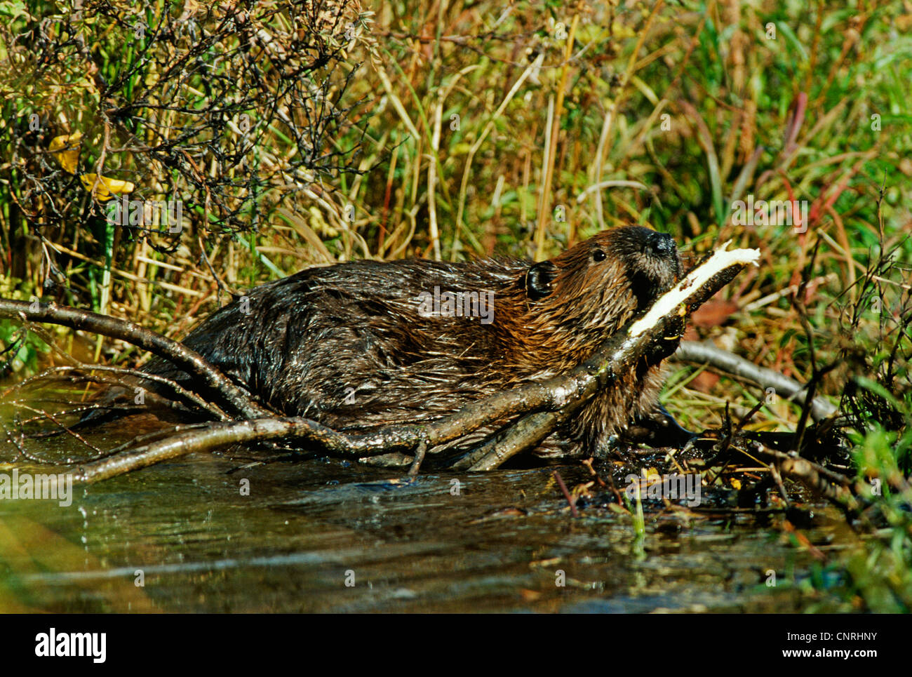 North American beaver, Canadian beaver (Castor canadensis), nibbling on ...