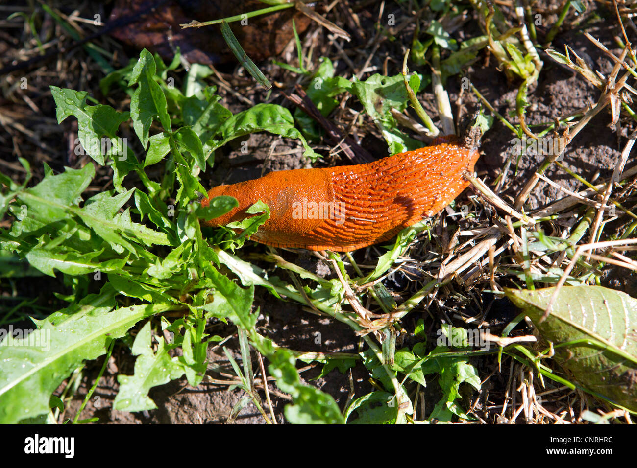 Slug theme hi-res stock photography and images - Alamy