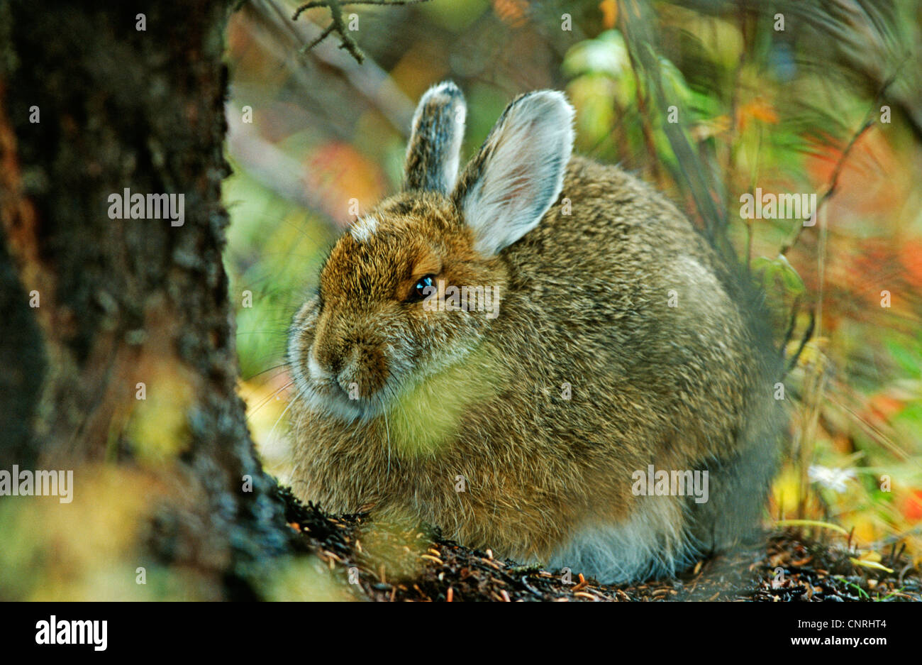 snowshoe hare, varying hare (Lepus americanus), in forest, USA, Alaska ...