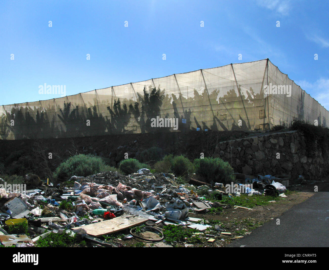 Banana tree musa paradisiaca hi-res stock photography and images - Alamy