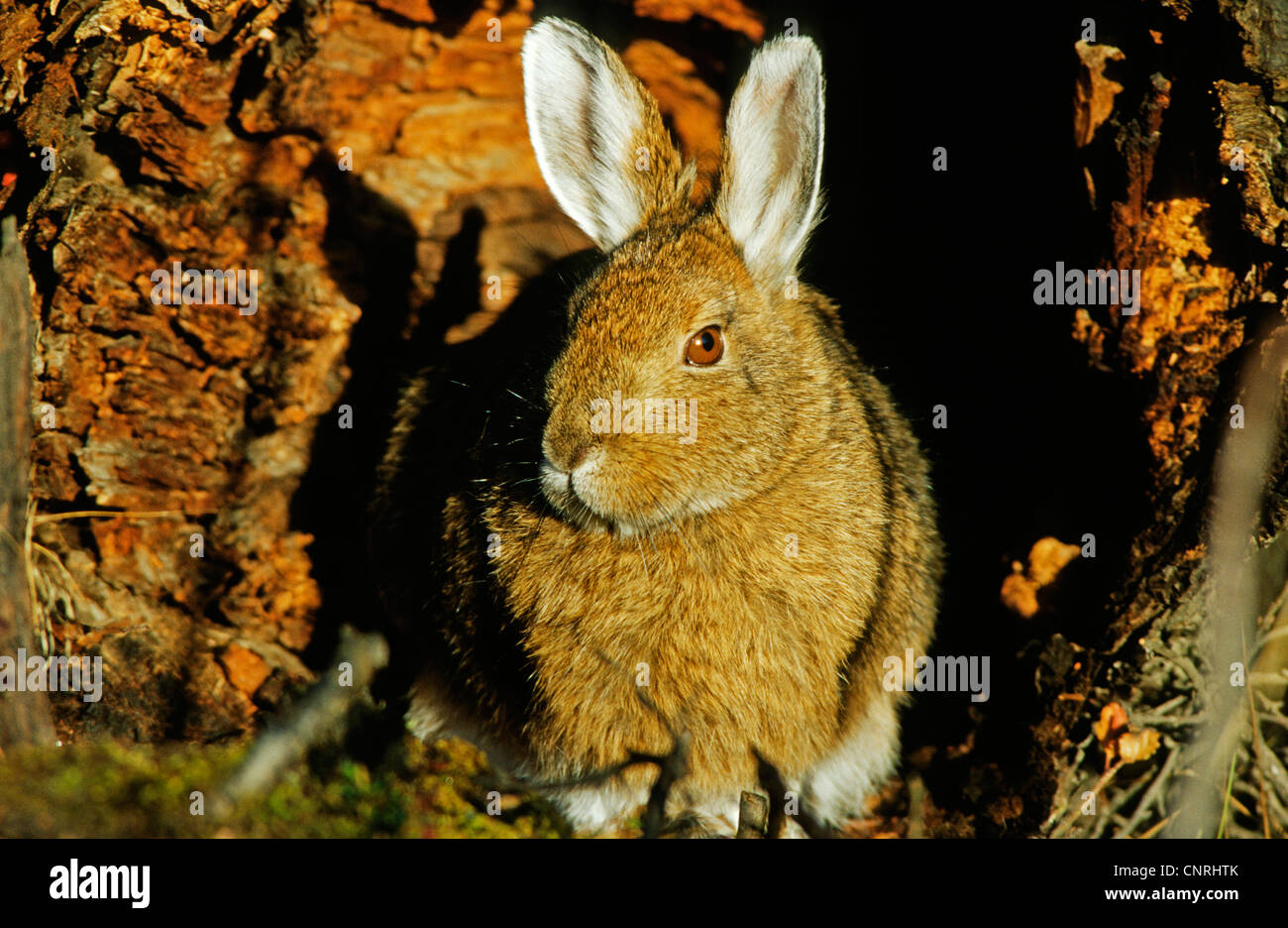 snowshoe hare, varying hare (Lepus americanus), in forest, USA, Alaska ...