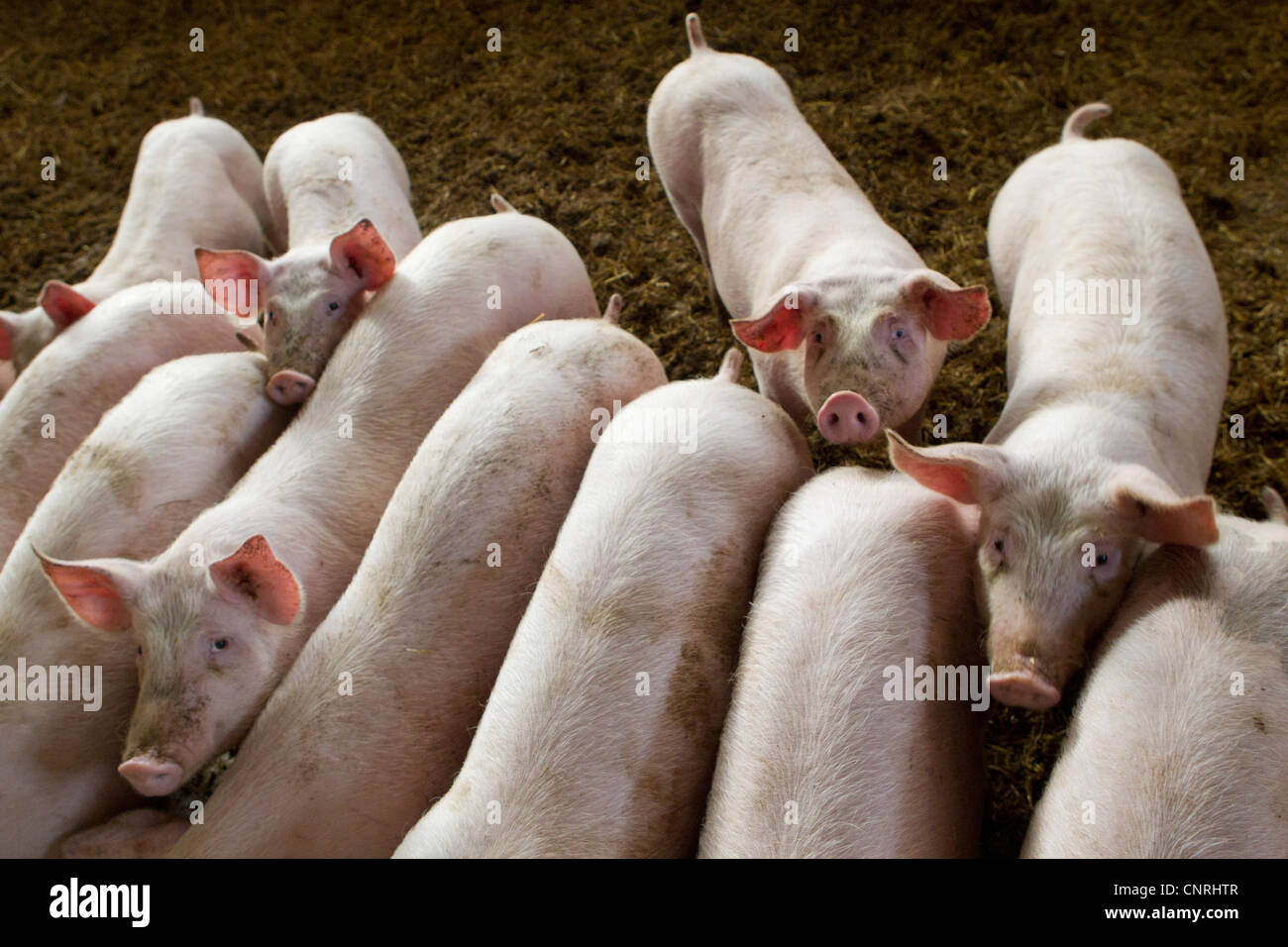 Pigpen hi-res stock photography and images - Alamy