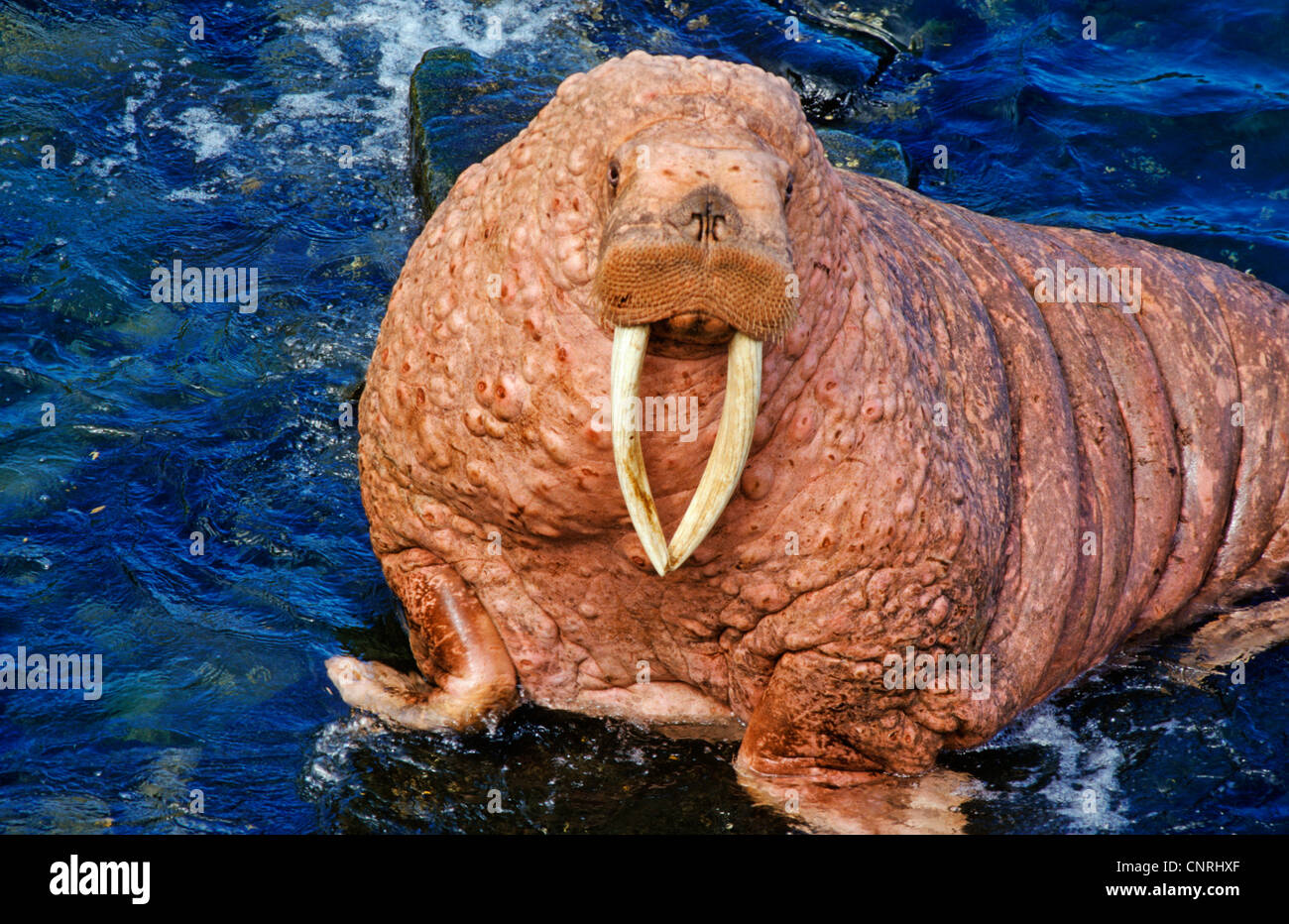 Walrus teeth hi-res stock photography and images - Alamy