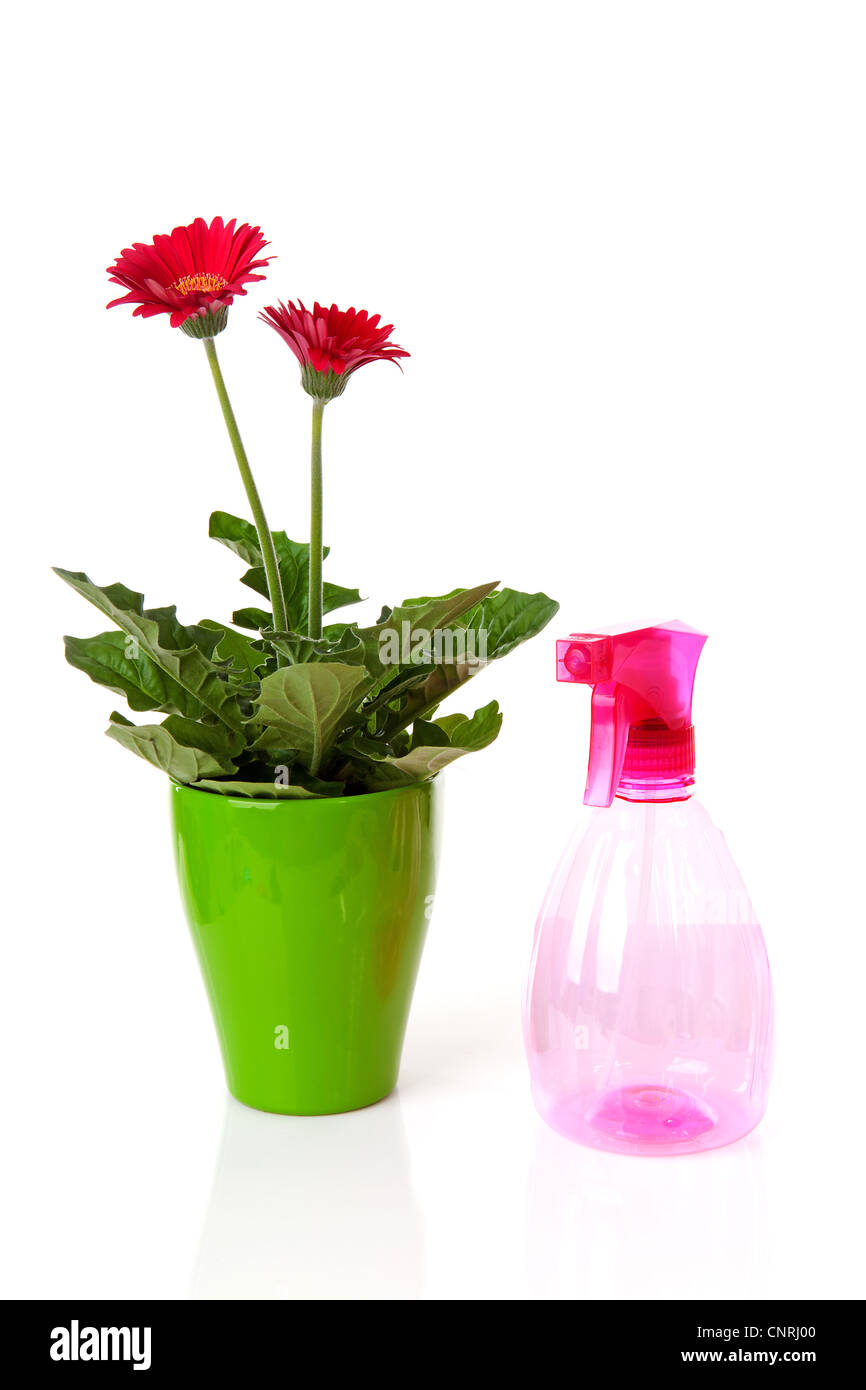 Pink plastic water plant sprayer and Gerber flowers in pot over white ...