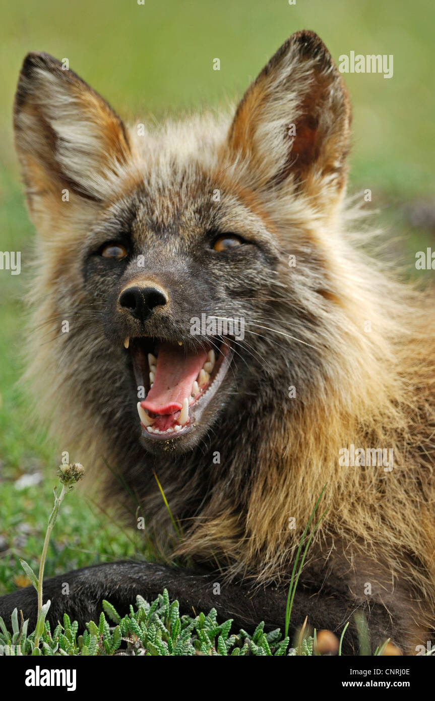 red fox (Vulpes vulpes), portrait, USA, Alaska, Denali Nationalpark ...