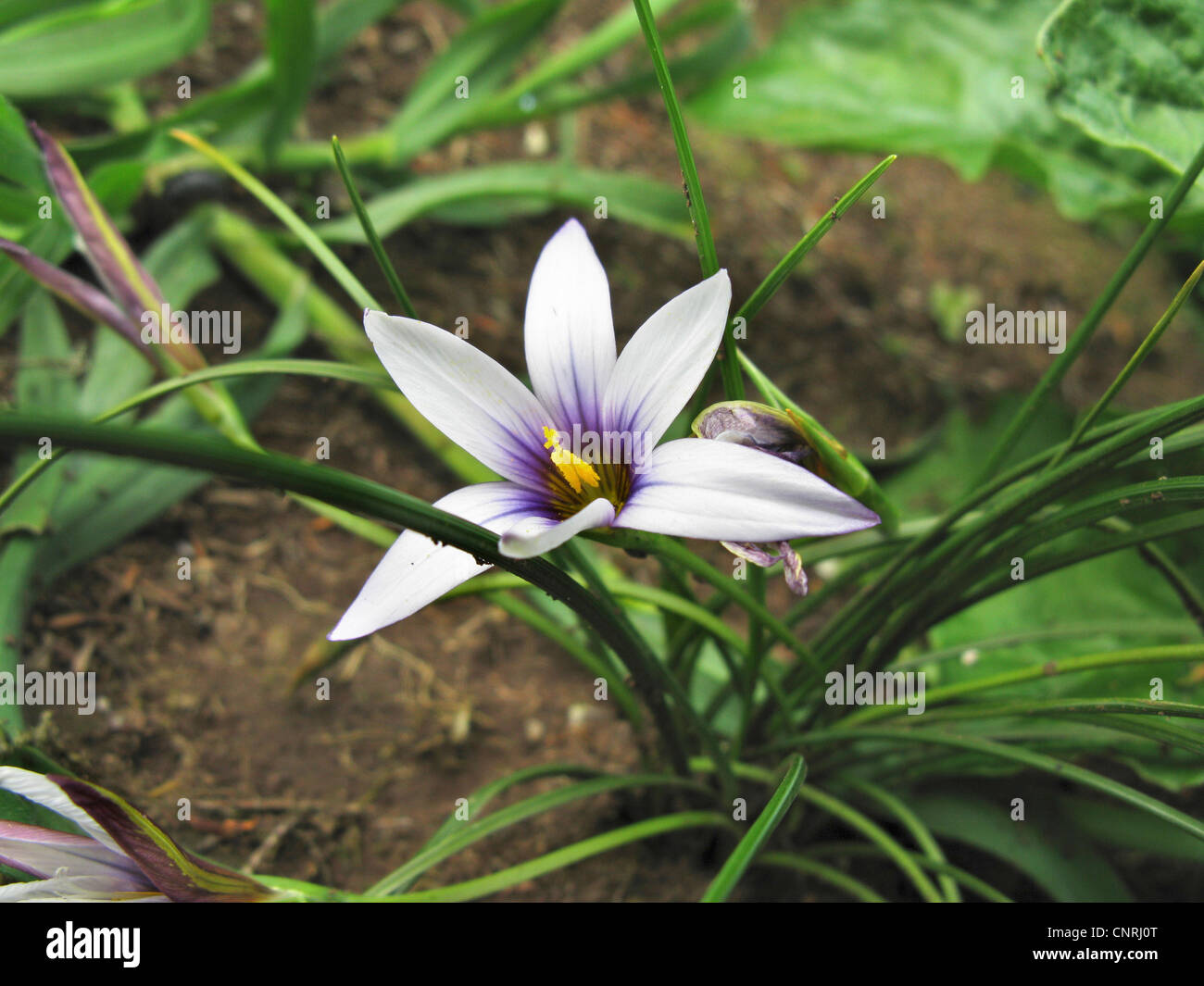 romulea (Romulea columnae ssp. grandiscapa, Romulea grandiscapa ...