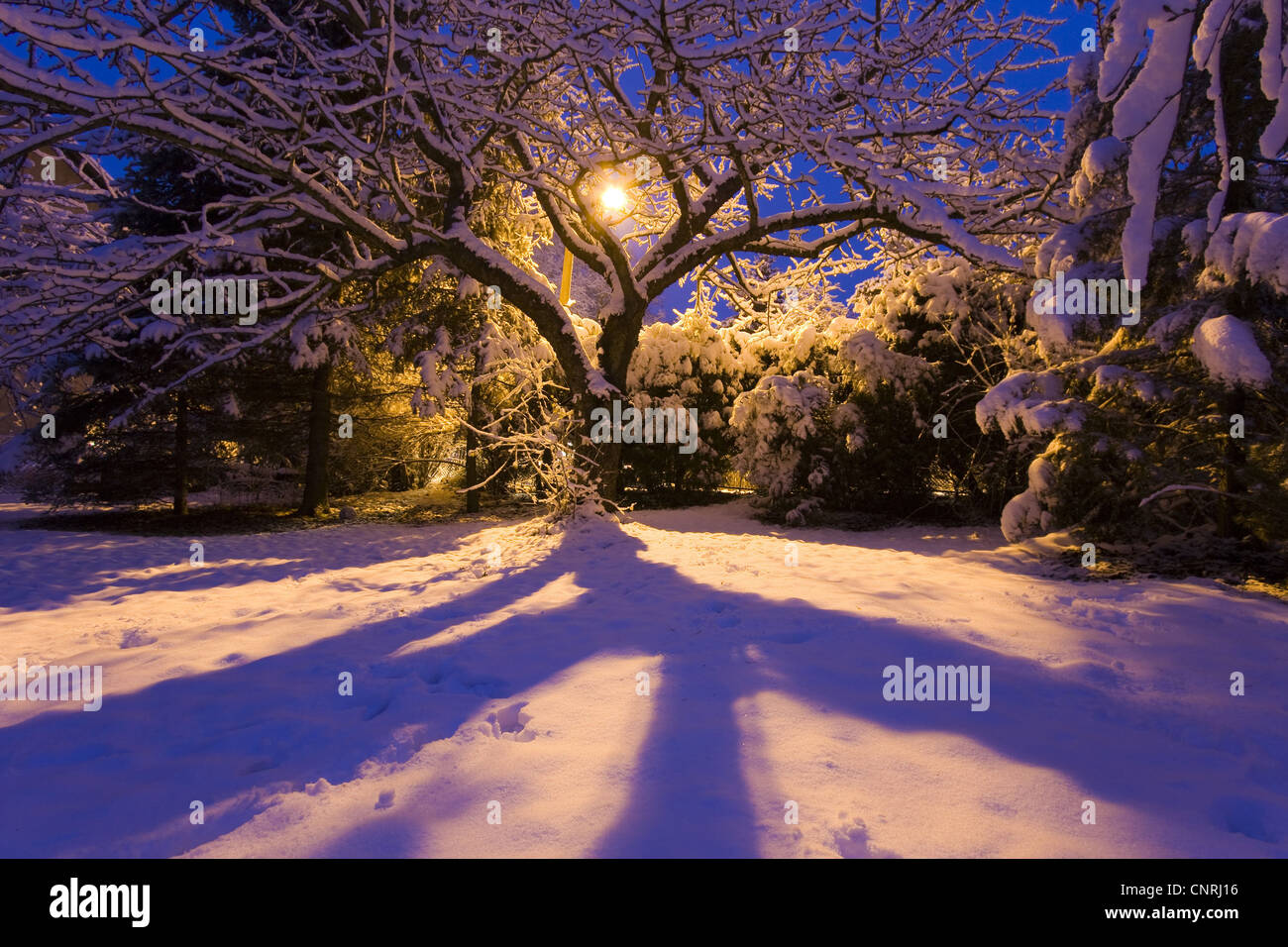 snowy garden lighted from a street light, Germany, Saxony Stock Photo ...