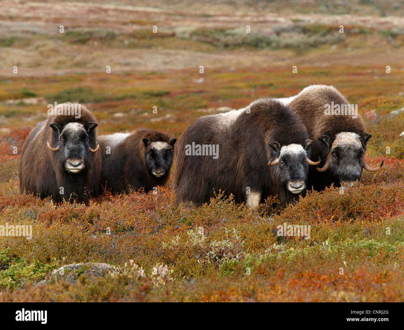 muskox (Ovibos moschatus), four individuals in tundra, Norway ...