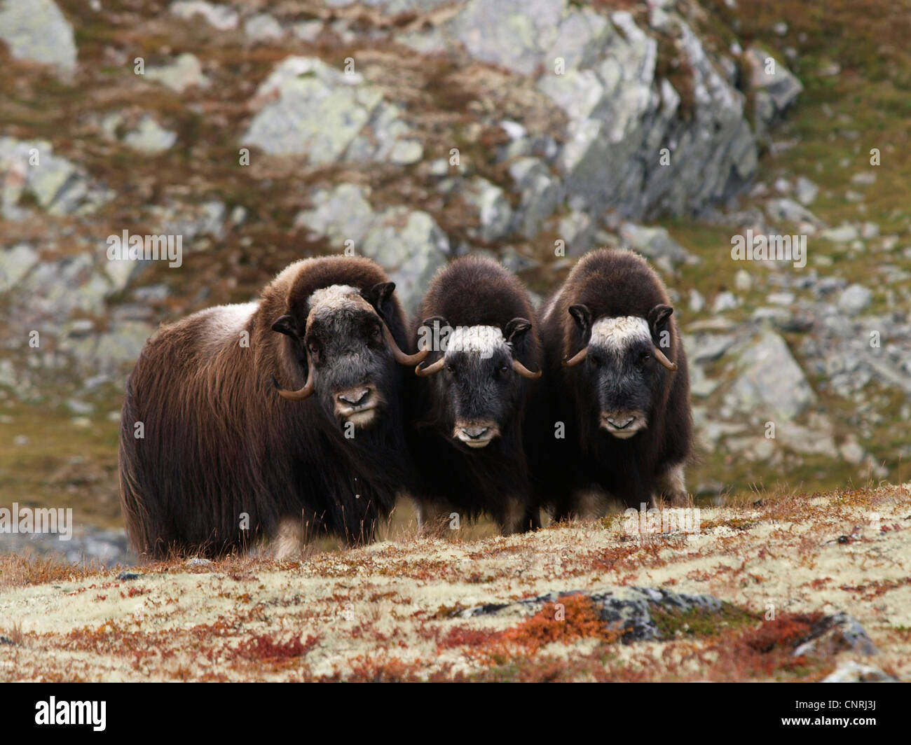 muskox (Ovibos moschatus), three individuals in tundra, Norway ...