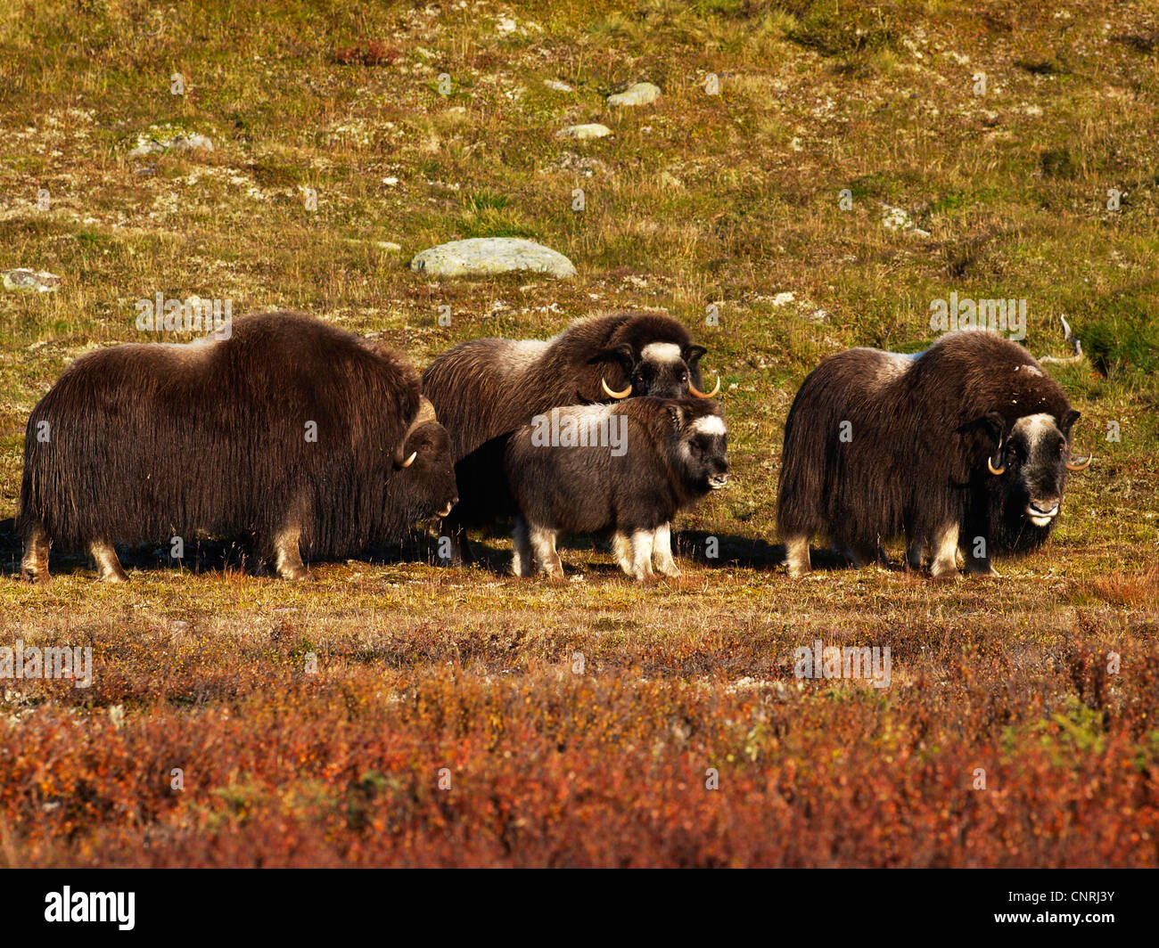 muskox (Ovibos moschatus), herd in tundra, Norway, Dovrefjell National ...