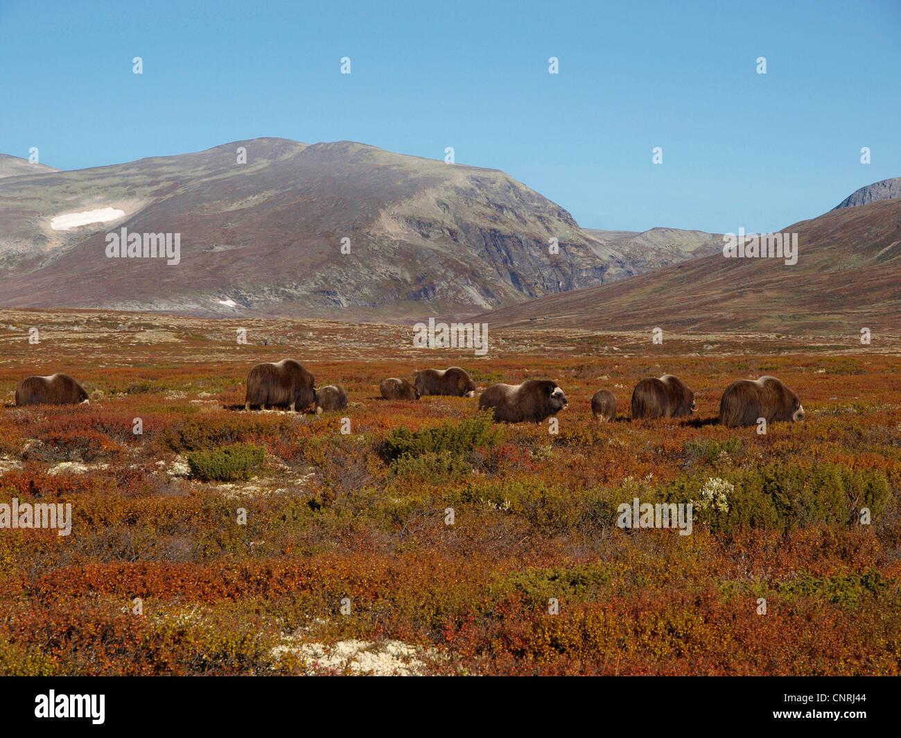 muskox (Ovibos moschatus), herd in tundra, Norway, Dovrefjell National ...
