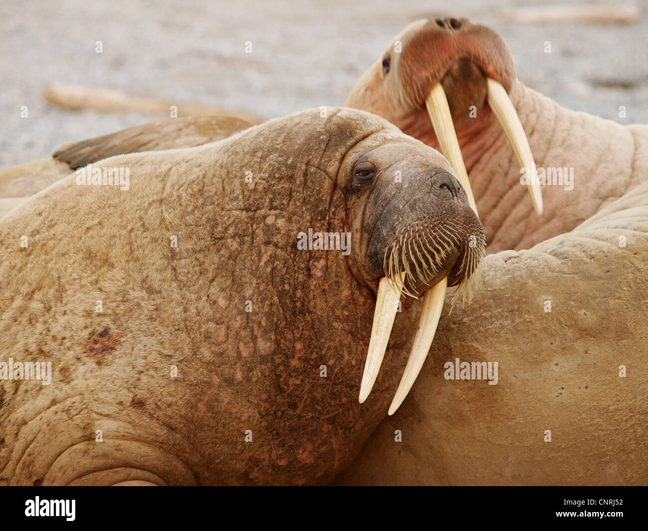 Tusk Walrus