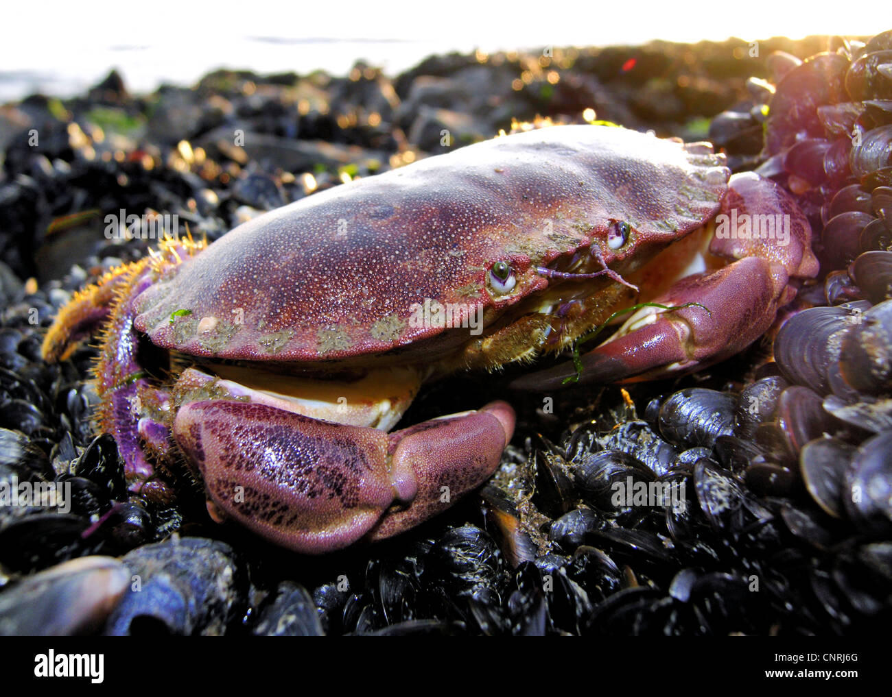 Rock Crabs Edible Crabs Cancridae At Fishing Line Fresh Catch: Why