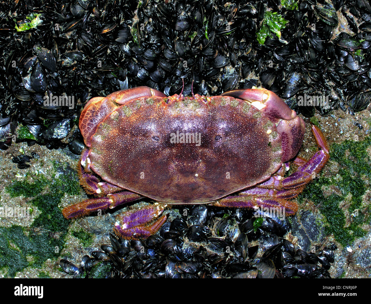 Common edible crab hi-res stock photography and images - Alamy