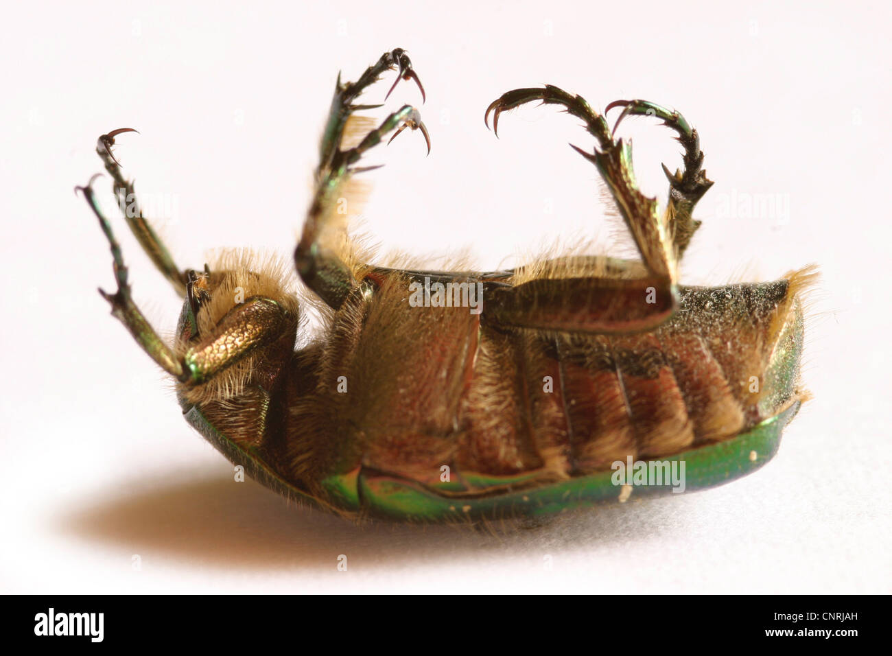 Back beetle hi-res stock photography and images - Alamy