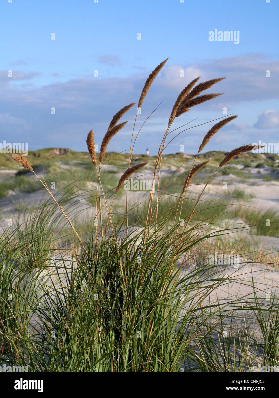 beach grass, European beachgrass, marram grass, psamma, sea sand-reed ...