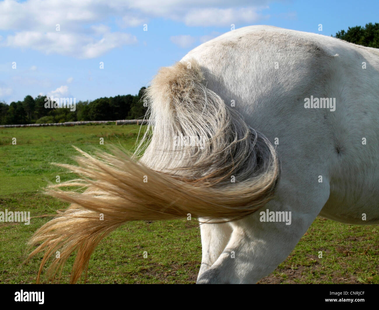 Horse tail horses tails hi-res stock photography and images - Alamy