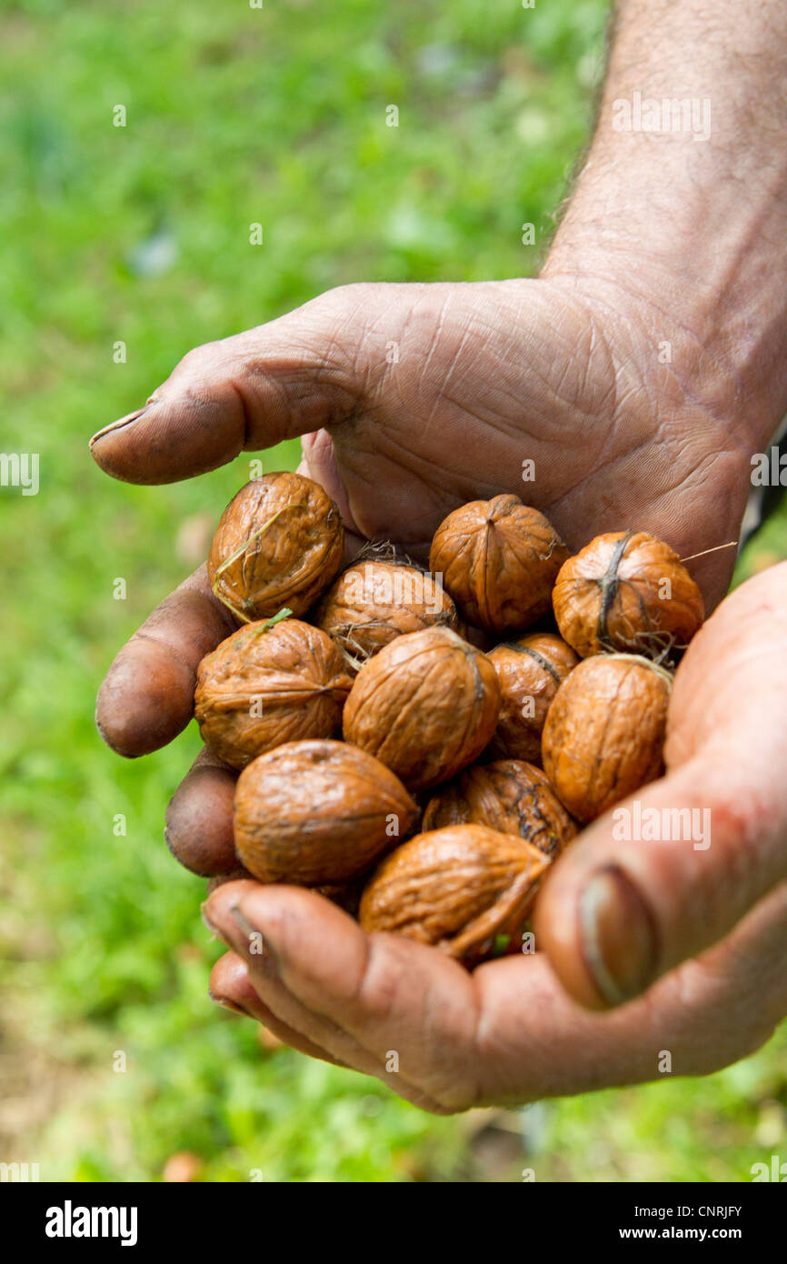 Man holding walnuts Stock Photo - Alamy