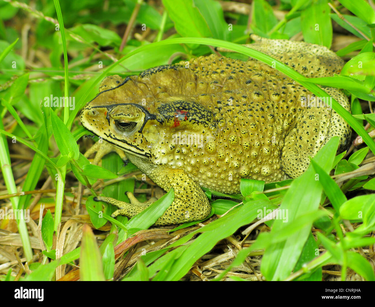 black-spined toad (Bufo melanosticus), on cleared aerea for palm ...